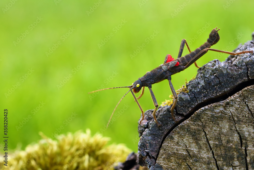 Stick insect Peruphasma schultei on dry wood with green background ...