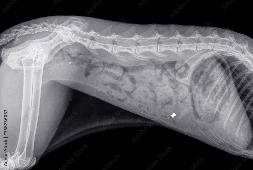 X-ray of a cat shot with an airgun bullet. The bullet is located in the ...