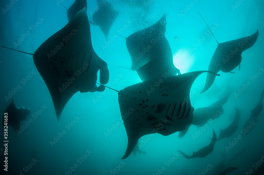 Large group of manta rays feeding on copepods in the Hanifaru Bay area ...