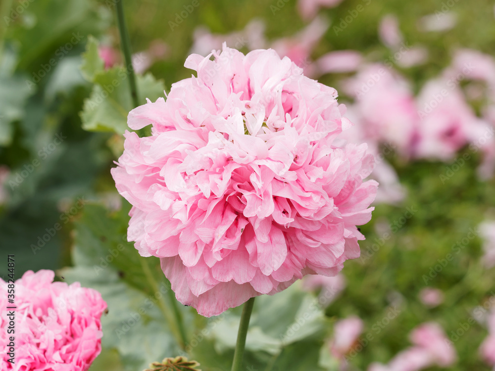 (Papaver somniferum) Gros plan sur une fleur de pavot somnifère ou ...