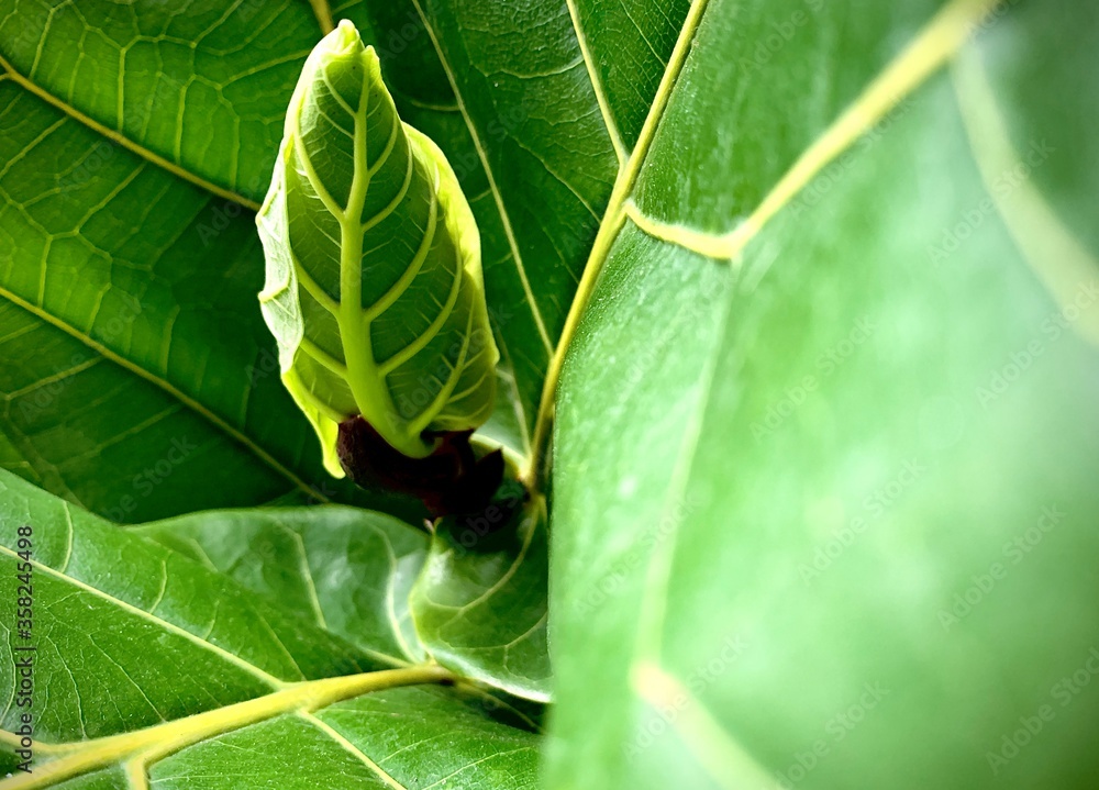 Ficus Lyrata the fiddle leaf fig from the ficus genus of trees is an ...