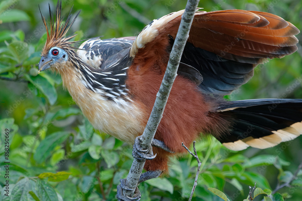 Hoatzin (Opisthocomus hoazin) in Cuyabeno Wildlife Reserve (Amazonia ...
