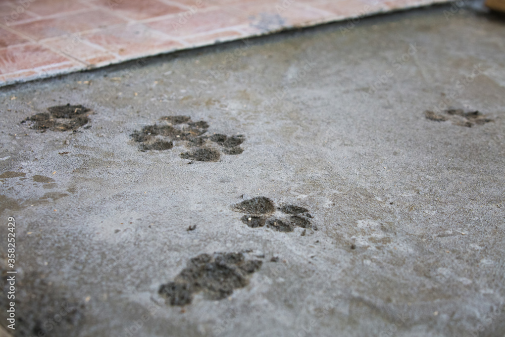 Paw prints in fresh concrete Stock Photo | Adobe Stock