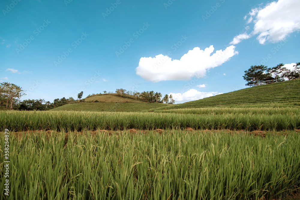 cultivated rice terraces on the island of Bohol in the philippines foto ...