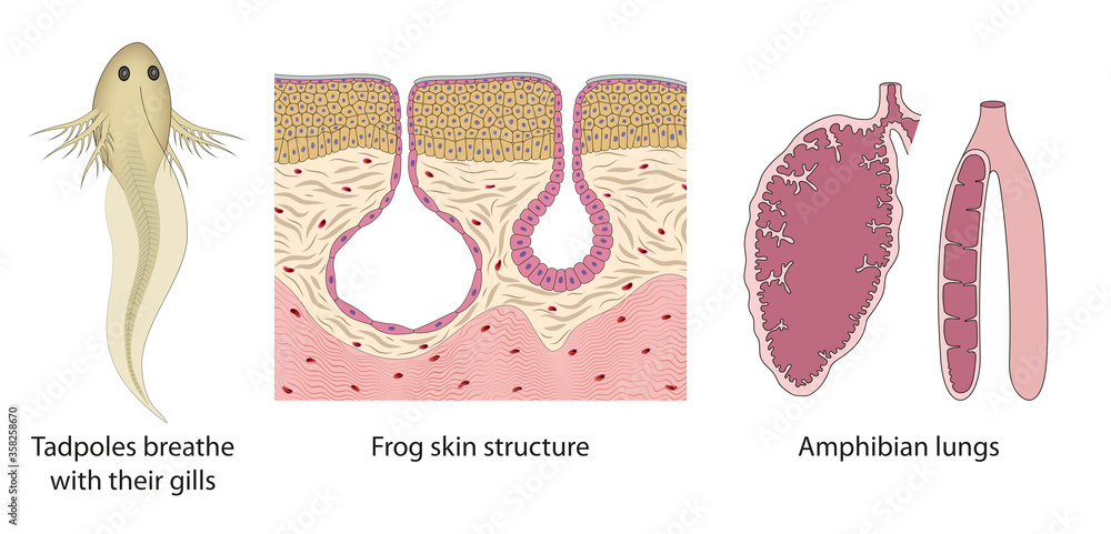 Photo & Art Print The respiratory system change from tadpoles to adult ...