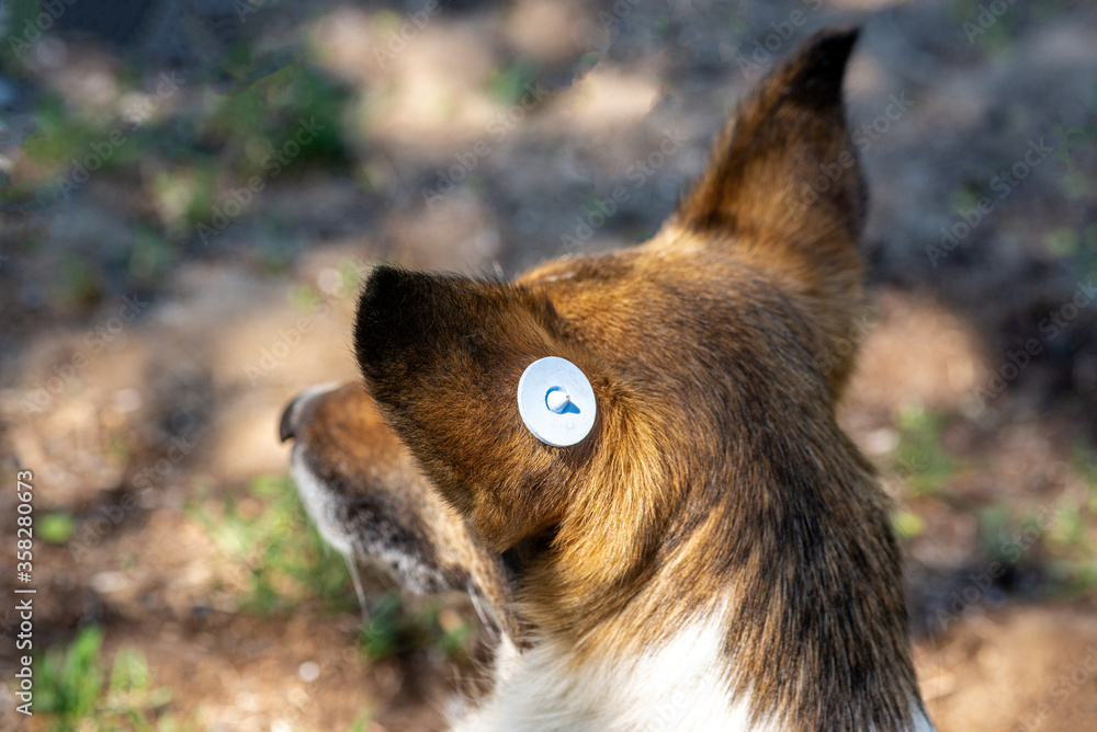 A stray neutered dog with a chip in its ear. Close-up of the head. Sad ...