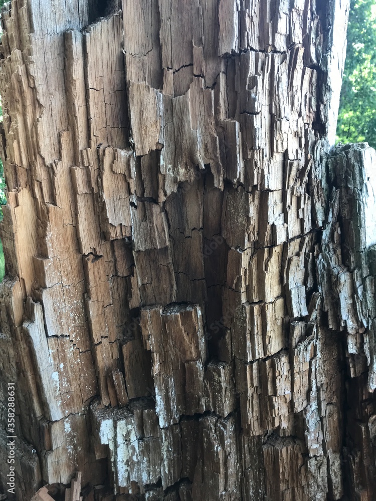 rinde baum muster deko vorlage baum baumstamm wald Stock Photo | Adobe ...