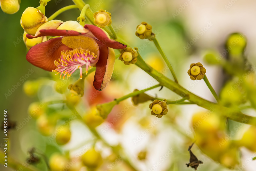shorea robusta flowers also know as Sakhua or Shala is a species of ...