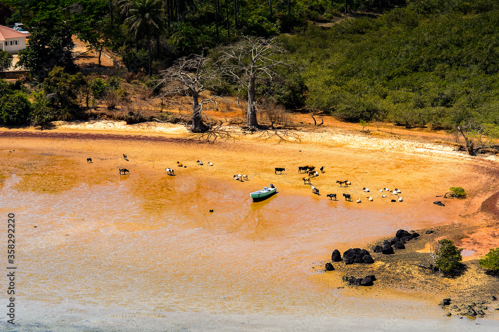 Cows and a boat on the sand bank, Bissagos Archipelago (Bijagos ...
