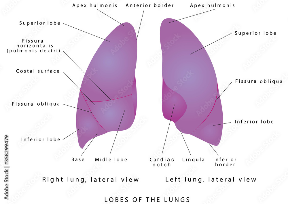 Stockvektorbilden The human lungs. Right Lung And Left Lung Diagram ...