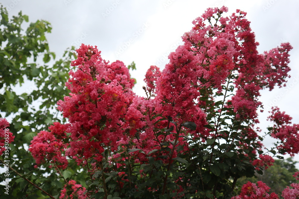 Crepe-myrtle. Crape Flower. Common Crape Myrtle. Indian lilac. Chinese ...