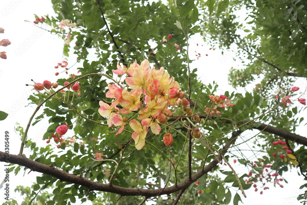 rainbow shower tree. pink rainbow shower tree. pink flower. pink ...