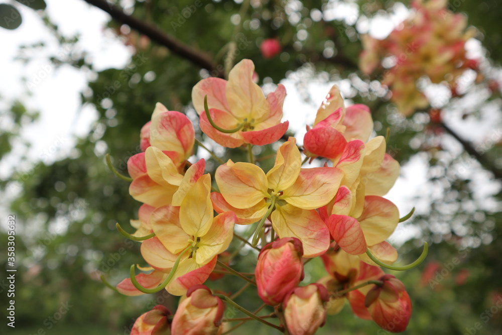 rainbow shower tree. pink rainbow shower tree. pink flower. pink ...