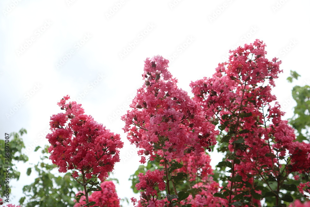 Crepe-myrtle. Crape Flower. Common Crape Myrtle. Indian lilac. Chinese ...
