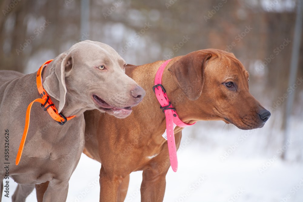 zwei jagdhunde im winter mit signal halsbändern weimaraner und rhodesian ridgeback Stock Photo ...