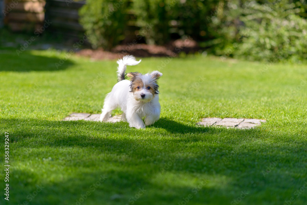 Cute Happy Puppy Running