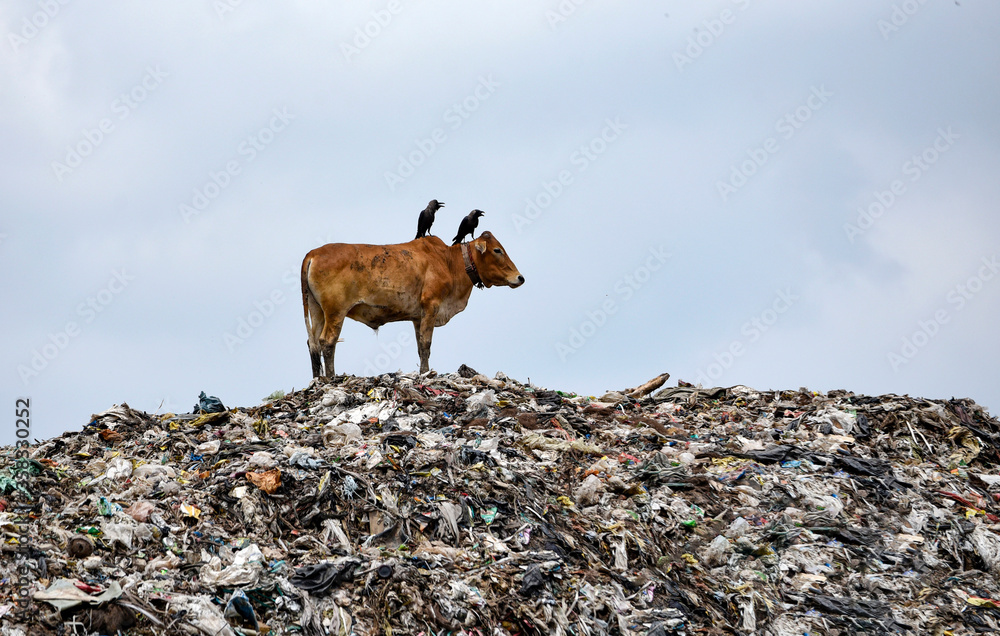 Animals and birds wander around at one of the largest disposal site, as ...