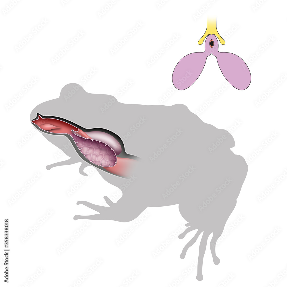 Respiratory System of Frog Diagram. Lungs Stock Illustration | Adobe Stock