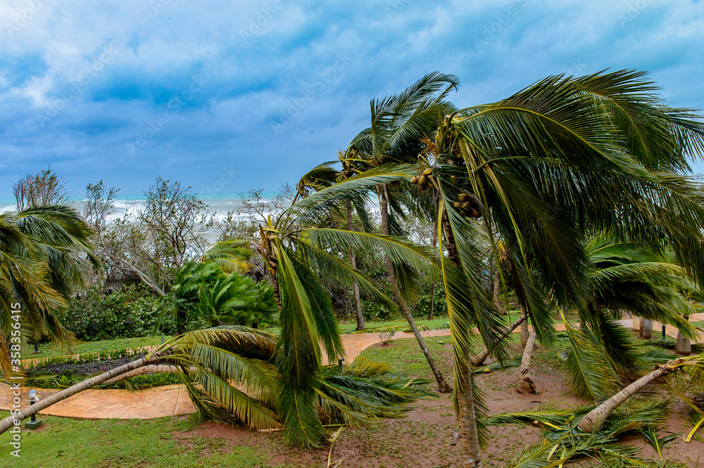 Broken and fallen palm trees after the passing of Hurricane Irma in ...