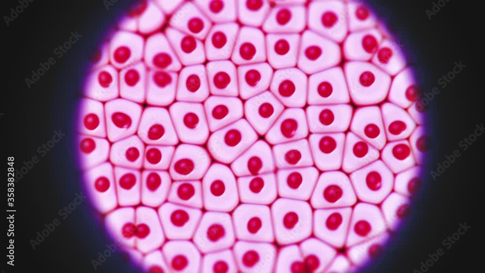 Animal or human eukaryotic cell structure movement. Microscope view ...