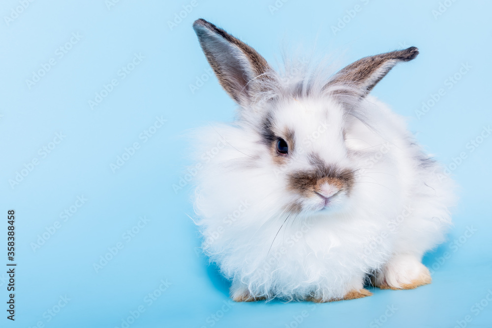 Portrait images of Fat rabbit, brown fur and logn ears which sparkling ...