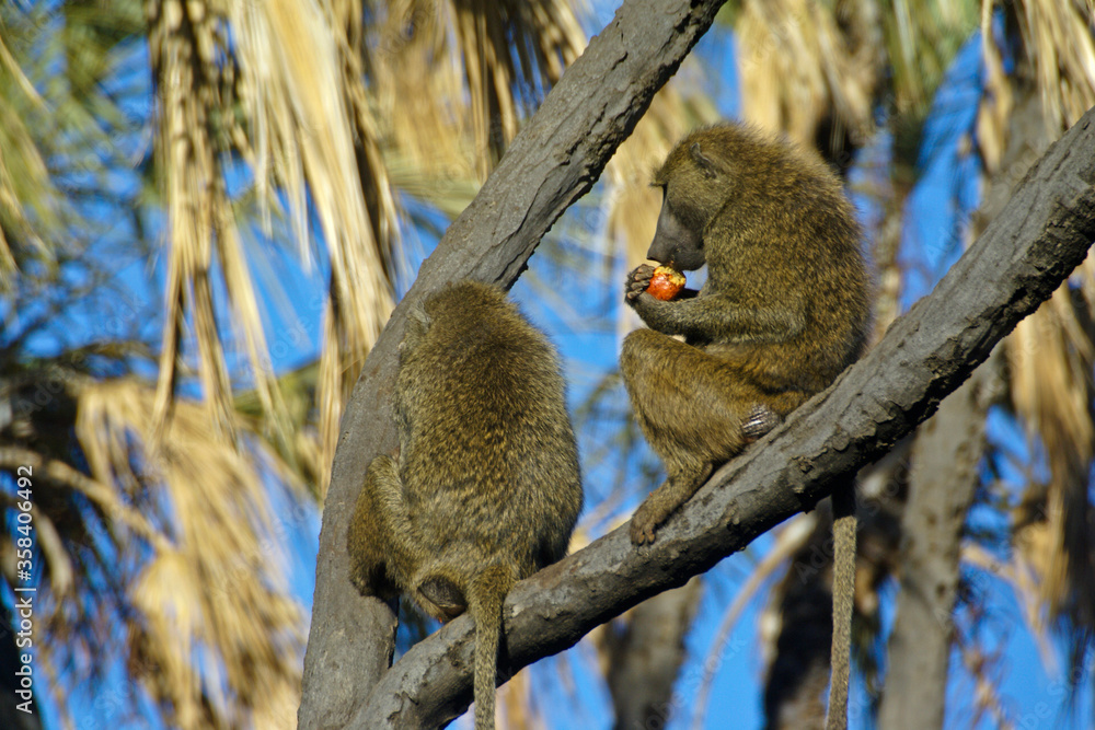 Olive baboons eating fruit of doum palm, Samburu Game Reserve, Kenya ...