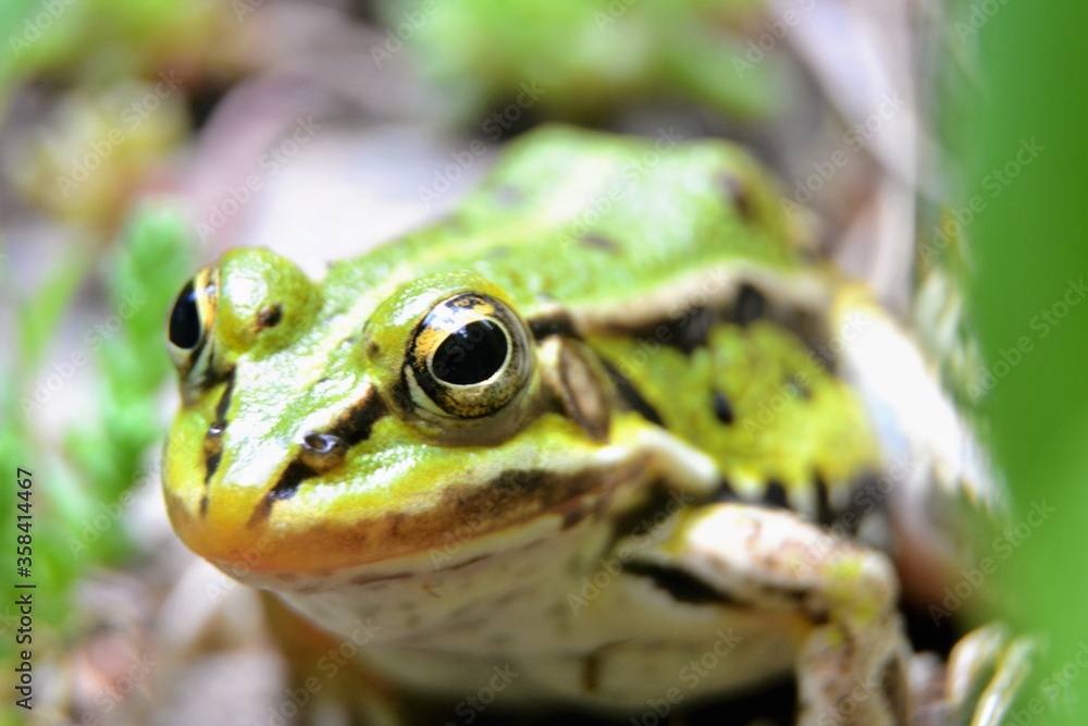 Lake or Pool Frog (Pelophylax lessonae), Marsh frog (Pelophylax ...
