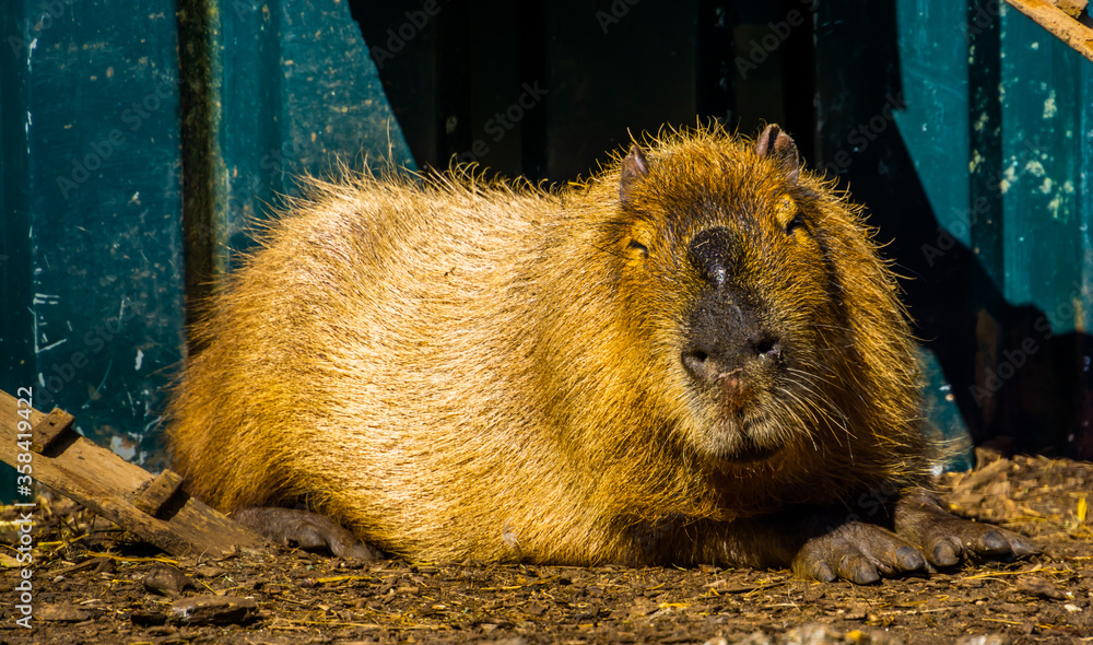 closeup portrait of a capybara, worlds largest rodent specie, tropical ...