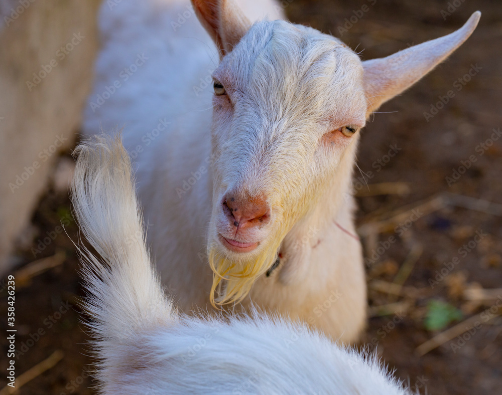 The Saanen, is a Swiss breed of domestic goat. Goat breeding. The male ...