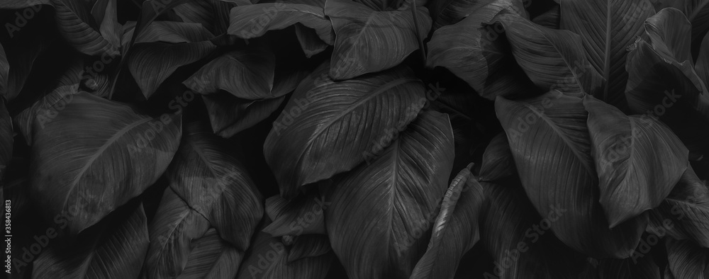 Textures of natural abstract black leaves for tropical leaf background ...