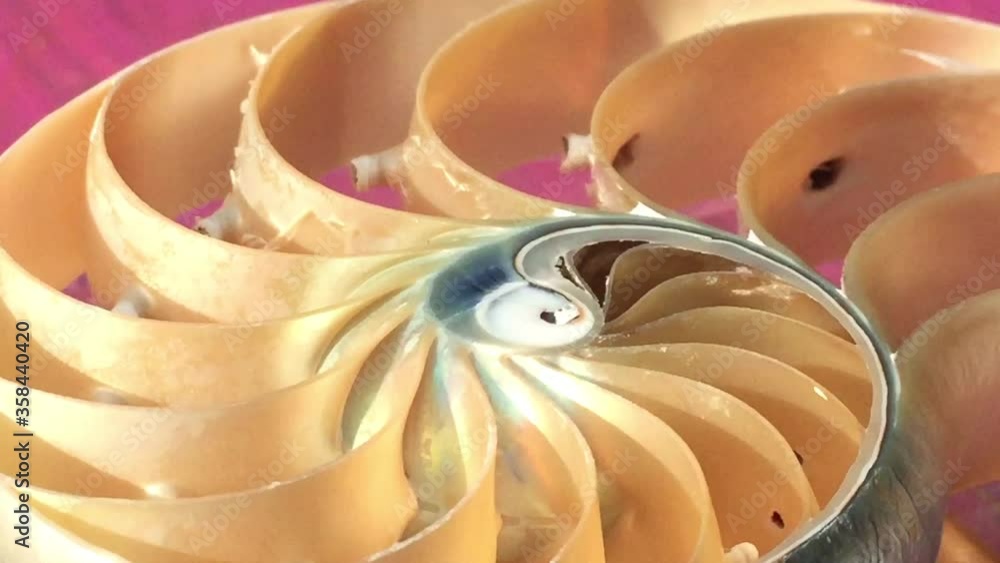 shell nautilus pearl Fibonacci sequence shell symmetry cross section ...