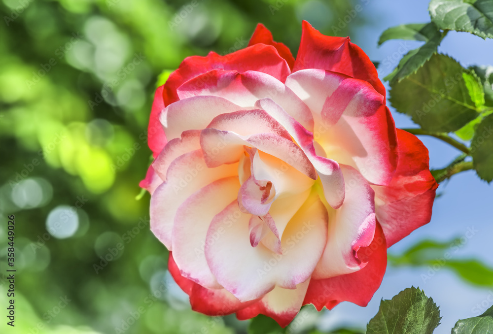 Hybrid Tea Rose "Double Delight" - the queen among two-tone roses. The ...