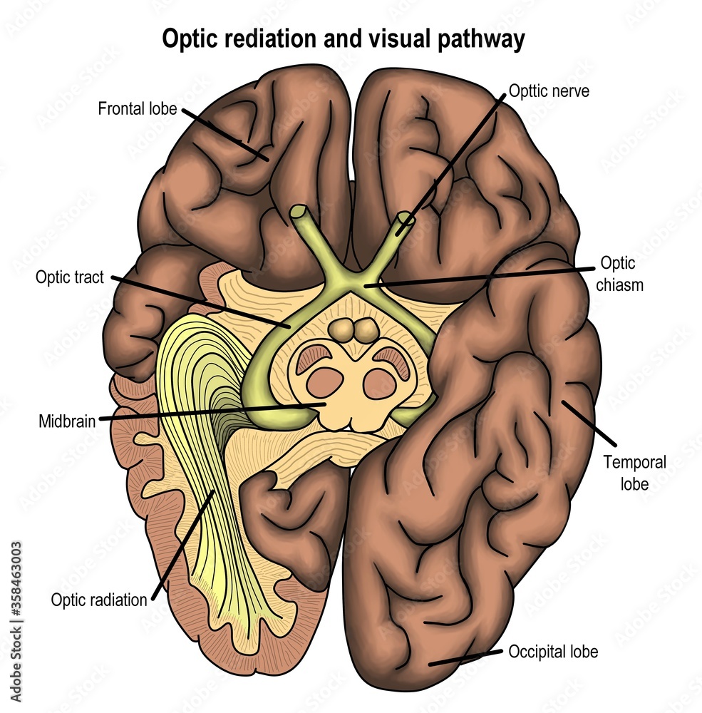 The anatomy of basal surface of human's brain. Stock Illustration ...
