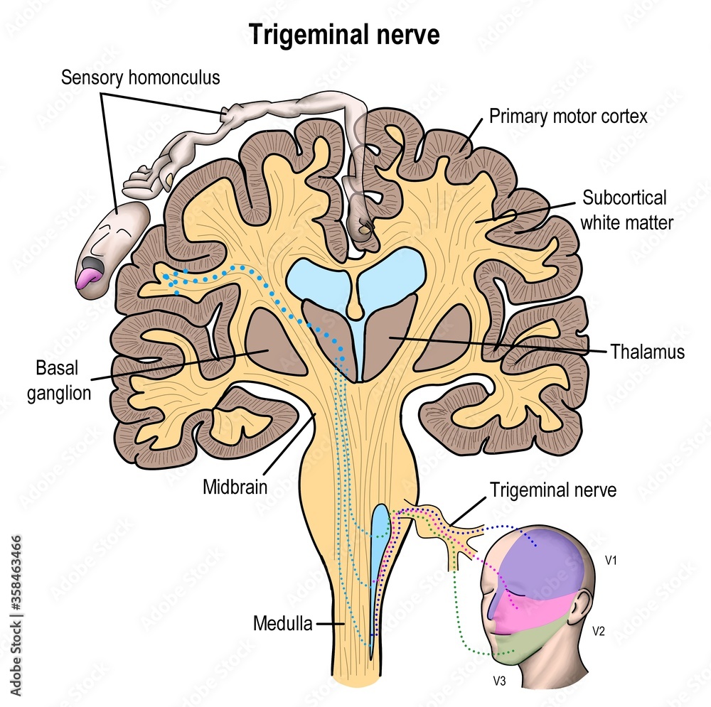 Poster The pathway of facial sensation perception through trigeminal ...