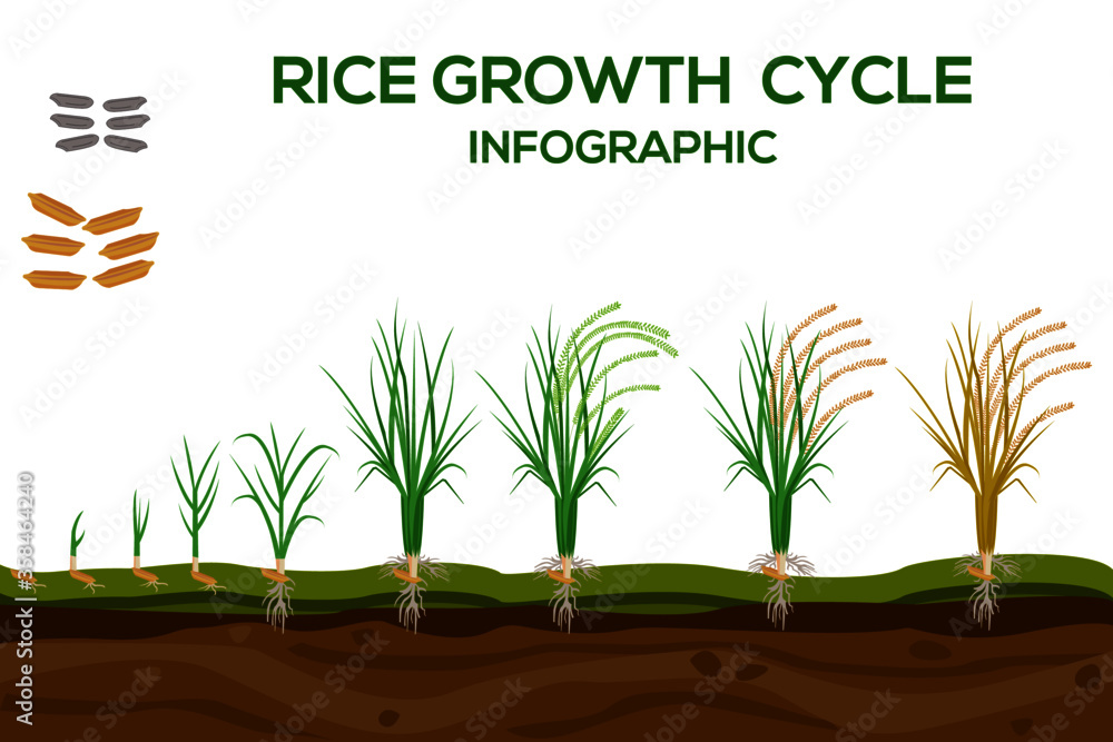 Rice growing cycle vector illustration in flat design. Planting process ...