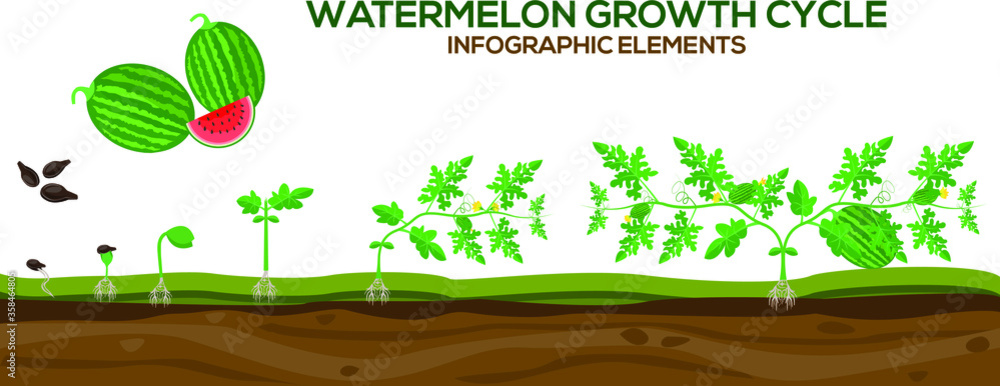 Watermelon growing cycle vector illustration in flat design. Planting ...