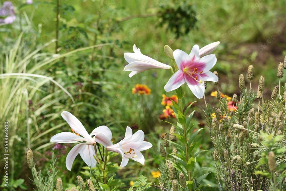 The lily is a Liliaceae perennial bulbous plant with tall stems and ...