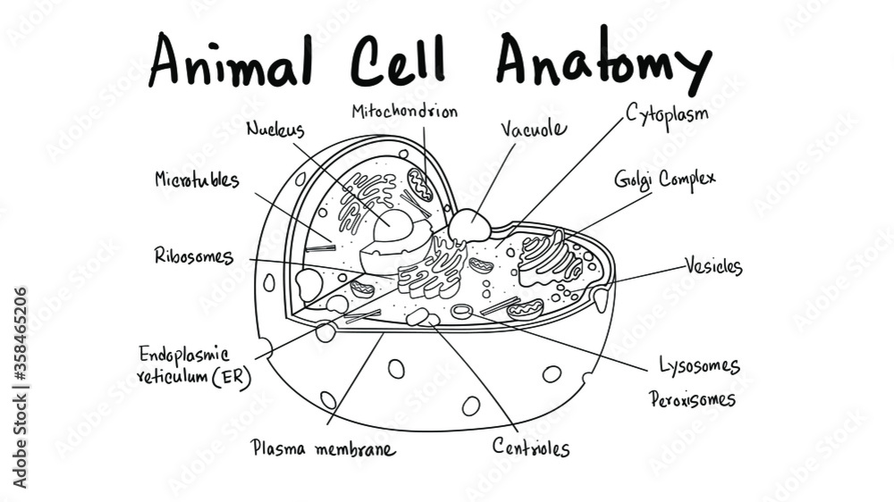 Scientific animal cell diagram for kids, educational, vector, modern ...