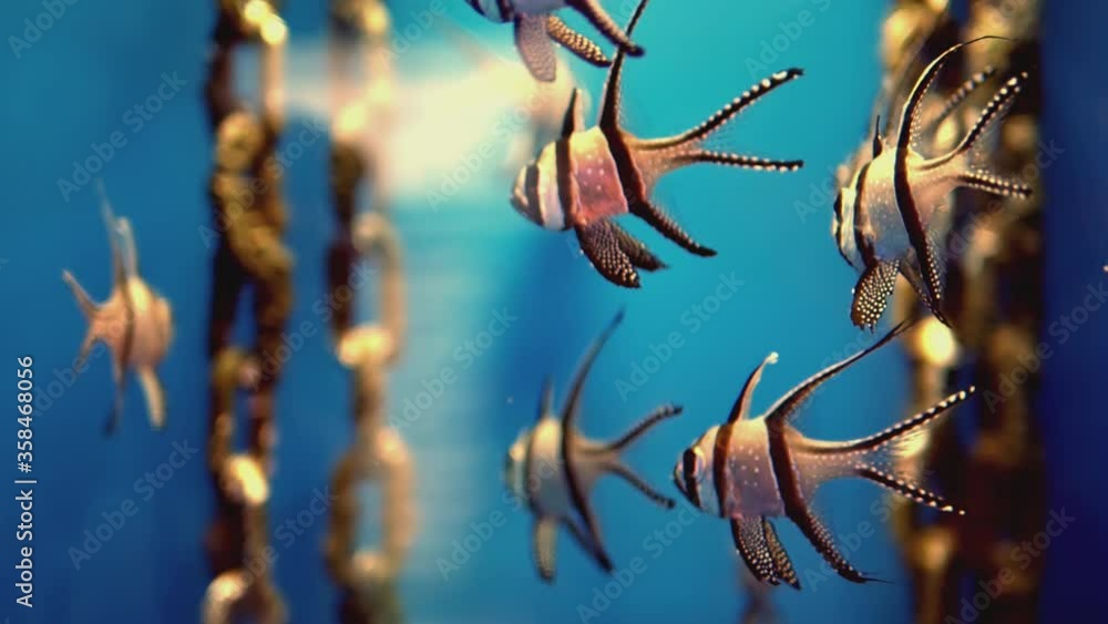 Beautiful fish swimming in an aquarium in an aquarium among golden ...