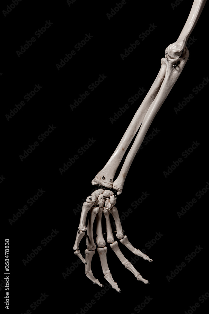 human forearm skeleton anatomy bone Stock Photo | Adobe Stock