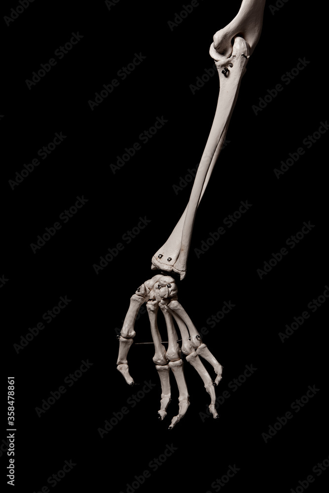 human forearm skeleton anatomy bone Stock Photo | Adobe Stock