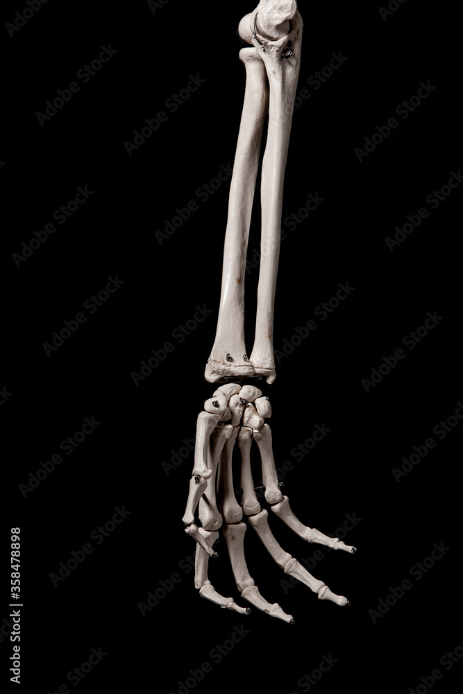 human forearm skeleton anatomy bone Stock Photo | Adobe Stock