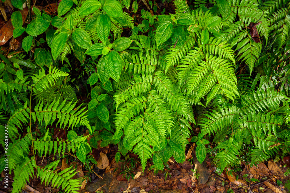 Nature of the Sinharaja Forest Reserve, a national park in Sri Lanka ...