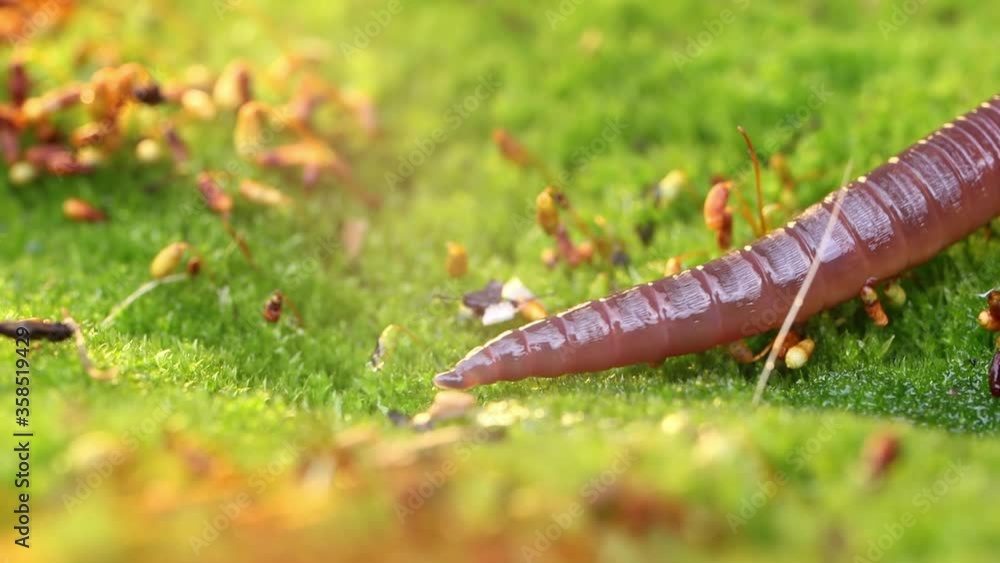 An earthworm is a terrestrial invertebrate that belongs to the class ...