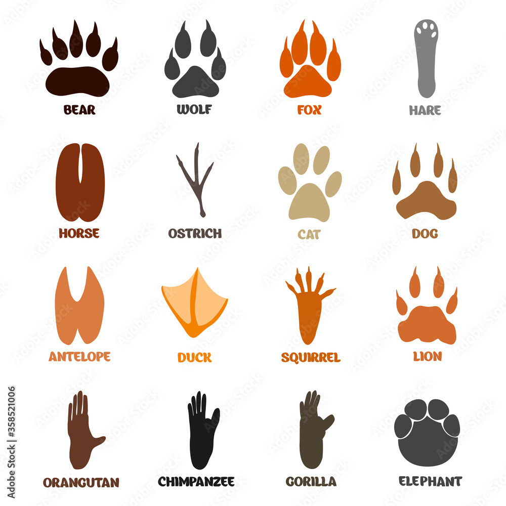Footprints set of animal birds and mammals paw print vector Stock ...
