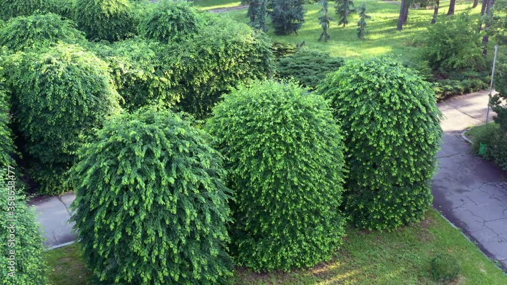 Slider Panorama shot a large green leafy topiary trees in the park ...