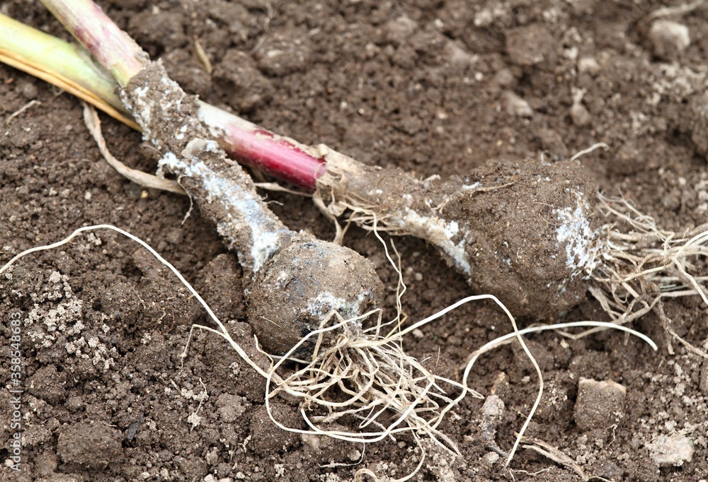 Fungal disease on garlic plants after rainy days. Damaged garlic by ...