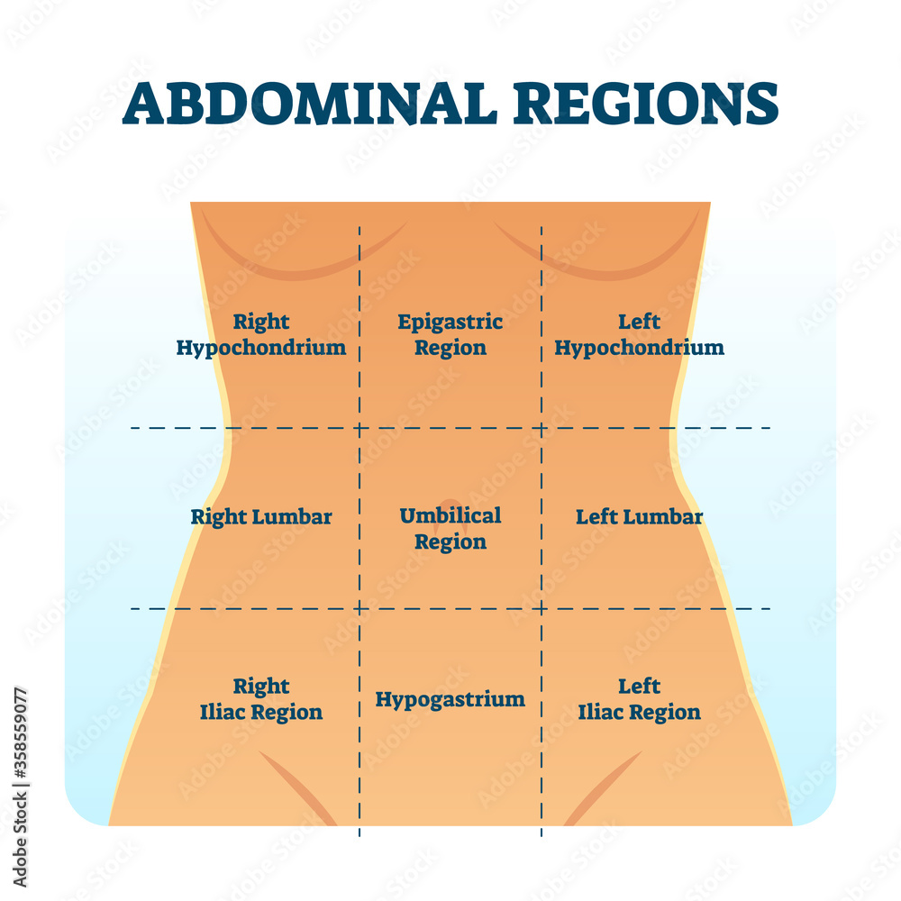 Abdominal quadrant regions scheme as stomach division vector ...