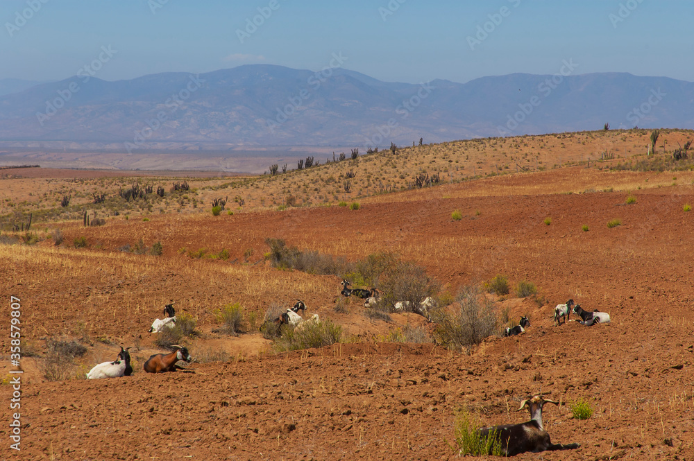 Animales cabras caprinos desierto pastando paisajes naturaleza. Stock ...
