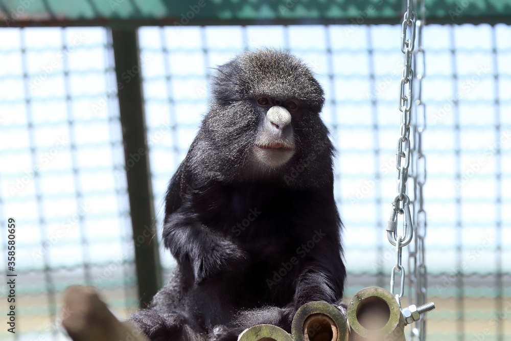 WROCLAW, POLAND - JUNE 09, 2020: The greater spot-nosed monkey or putty ...
